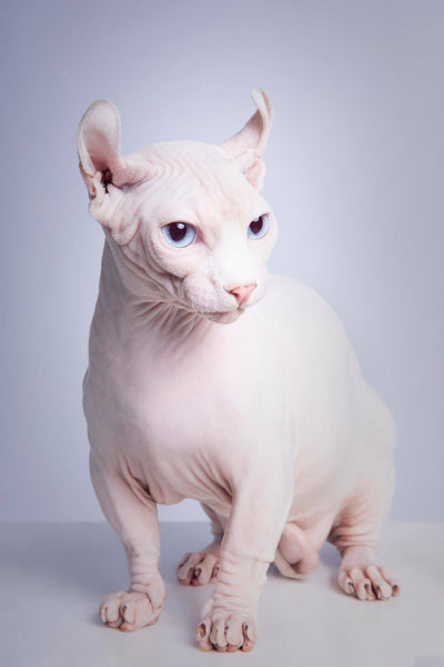 The Sphinx – Fatcatjoy